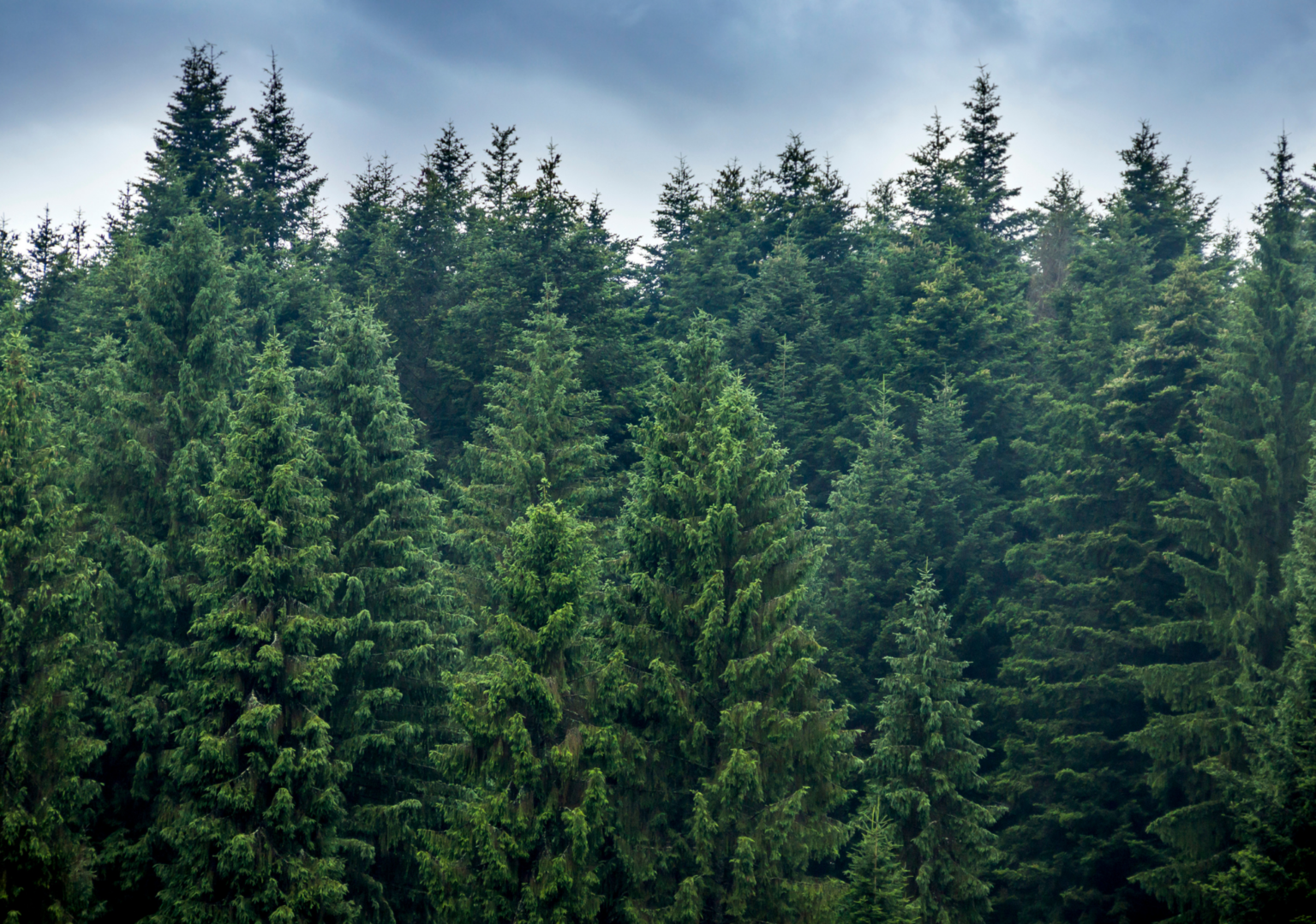 Impact durch Bewegung - Summitree