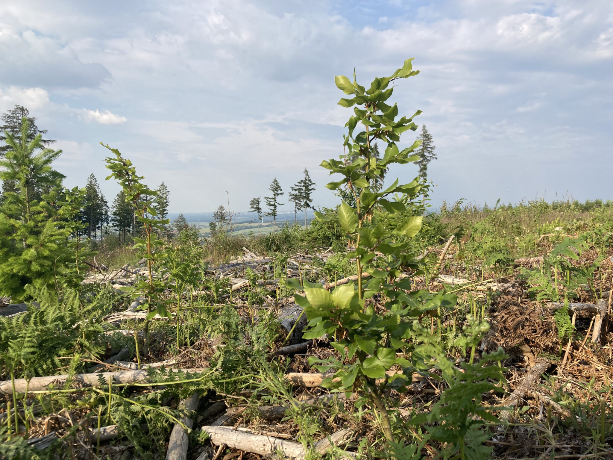 Impact durch Bewegung - Summitree